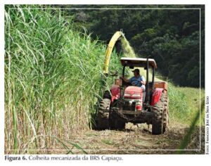 Dúvidas e Respostas | Jiggs - Viver Grass Forragens