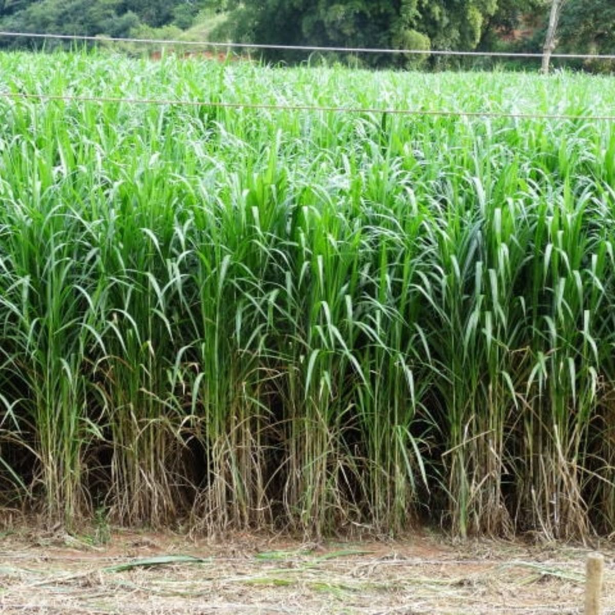 Dúvidas e Respostas | Jiggs - Viver Grass Forragens